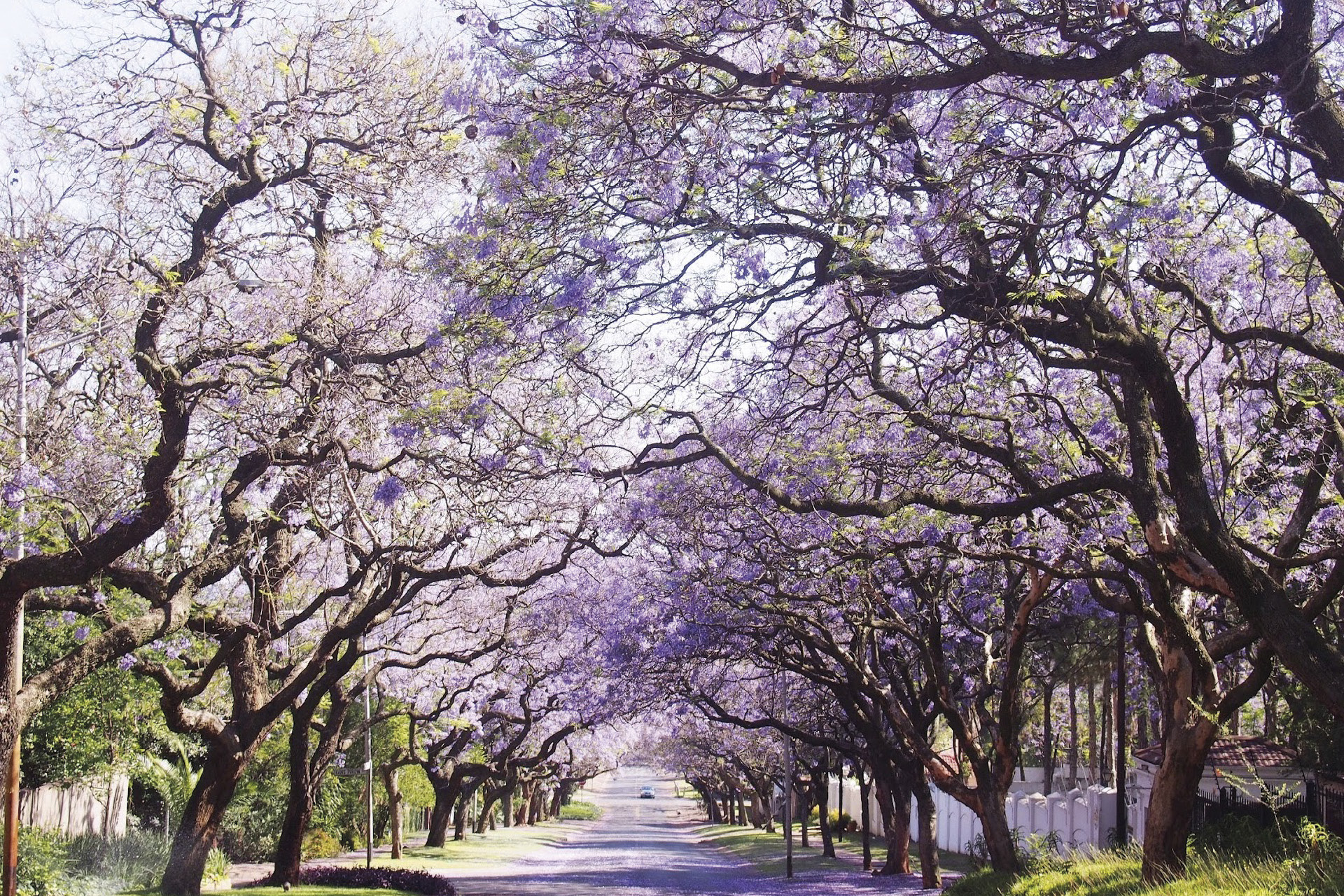 Applecross Jacaranda Festival • Rotary Down Under