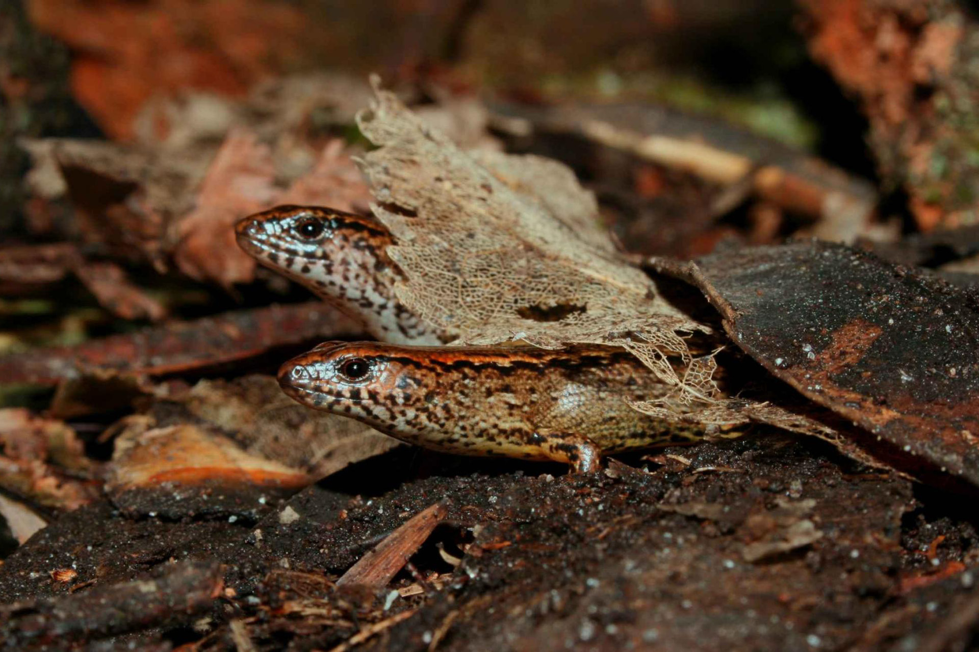 The skinks have arrived • Rotary Down Under