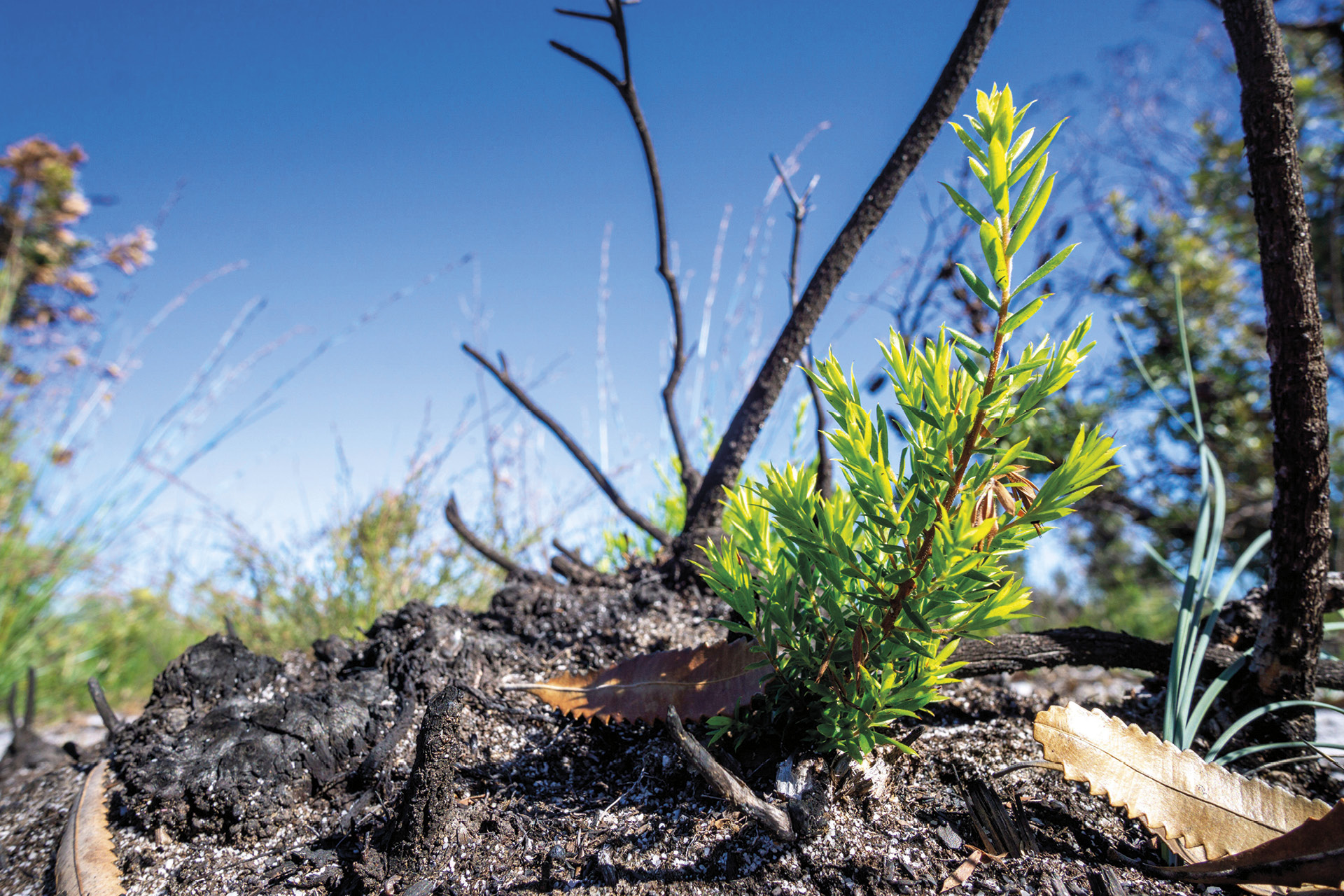 Bushfire Recovery • Rotary Down Under