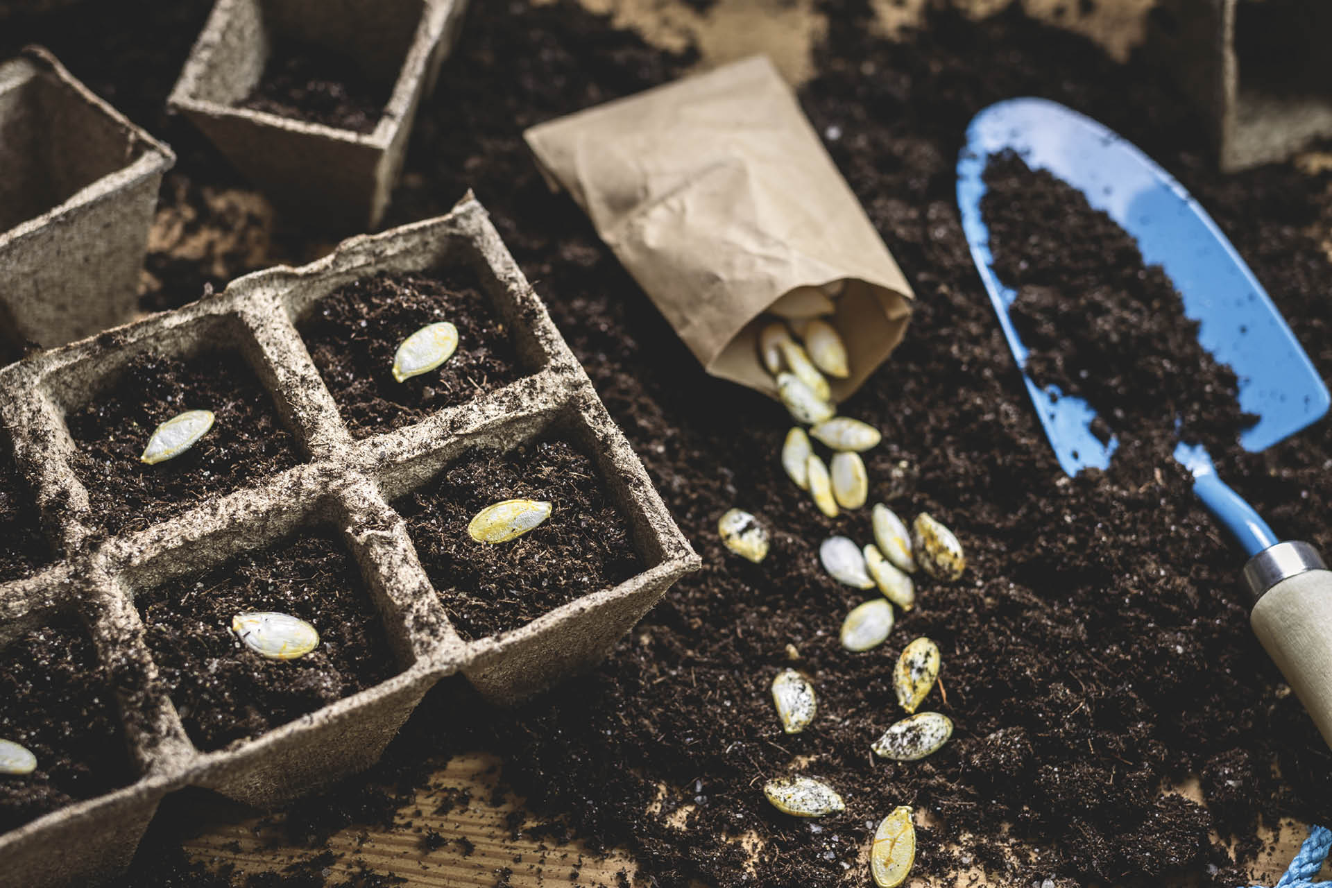 Seed Exchange Program • Rotary Down Under