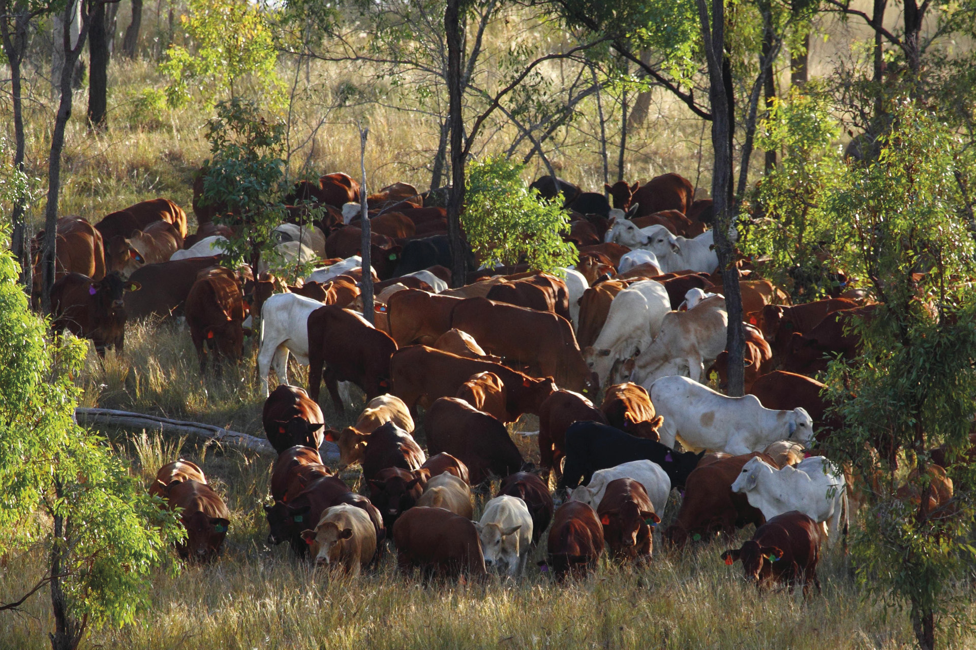 BeefBank: Driving awareness on food insecurity within Australia ...