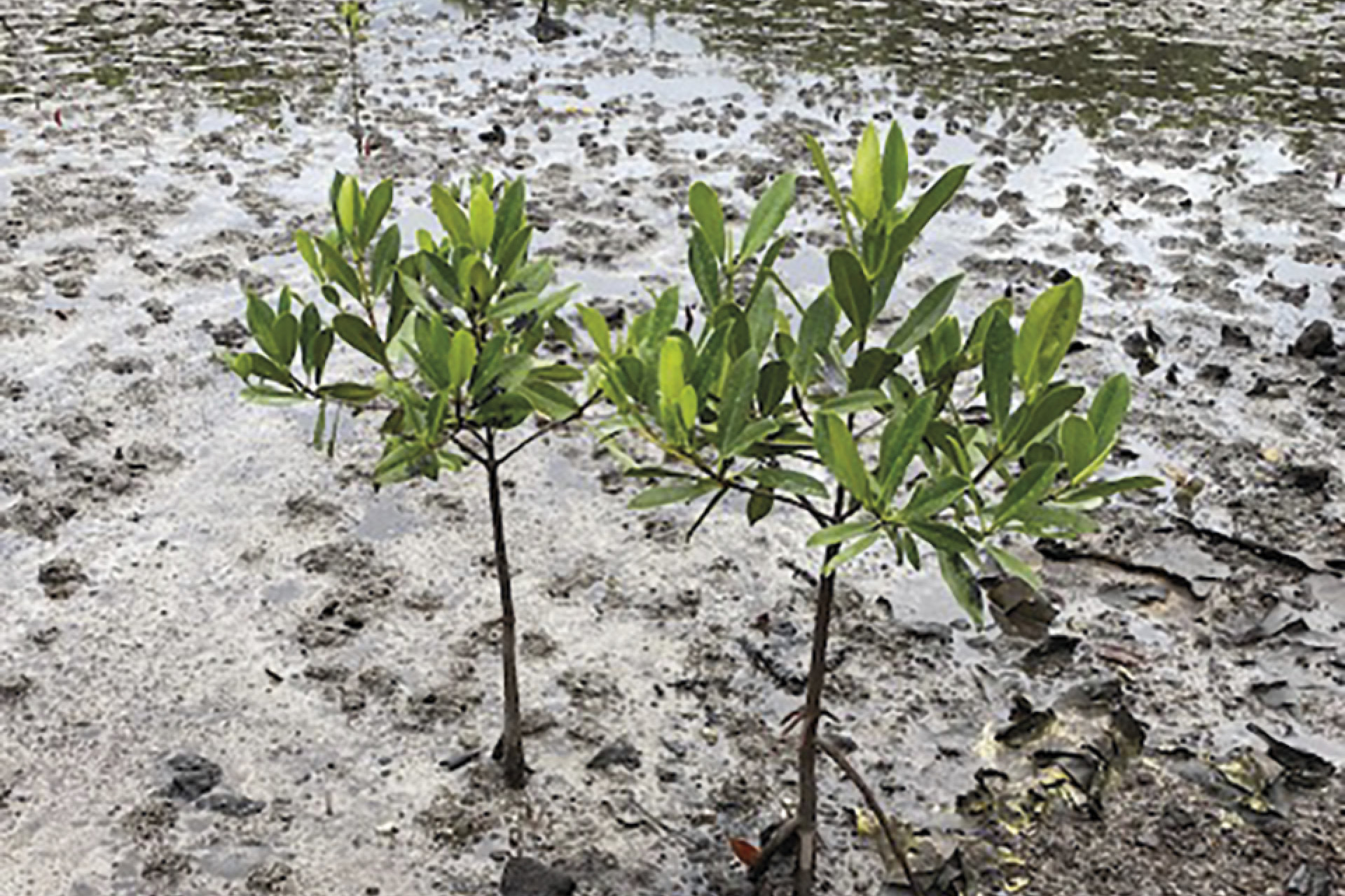 Royal approval for mangroves project • Rotary Down Under