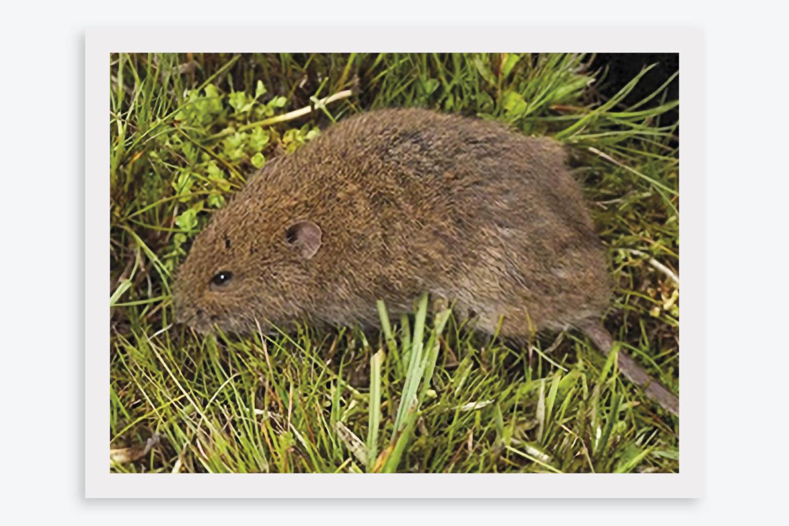 A Rotary first for environmental action • Rotary Down Under