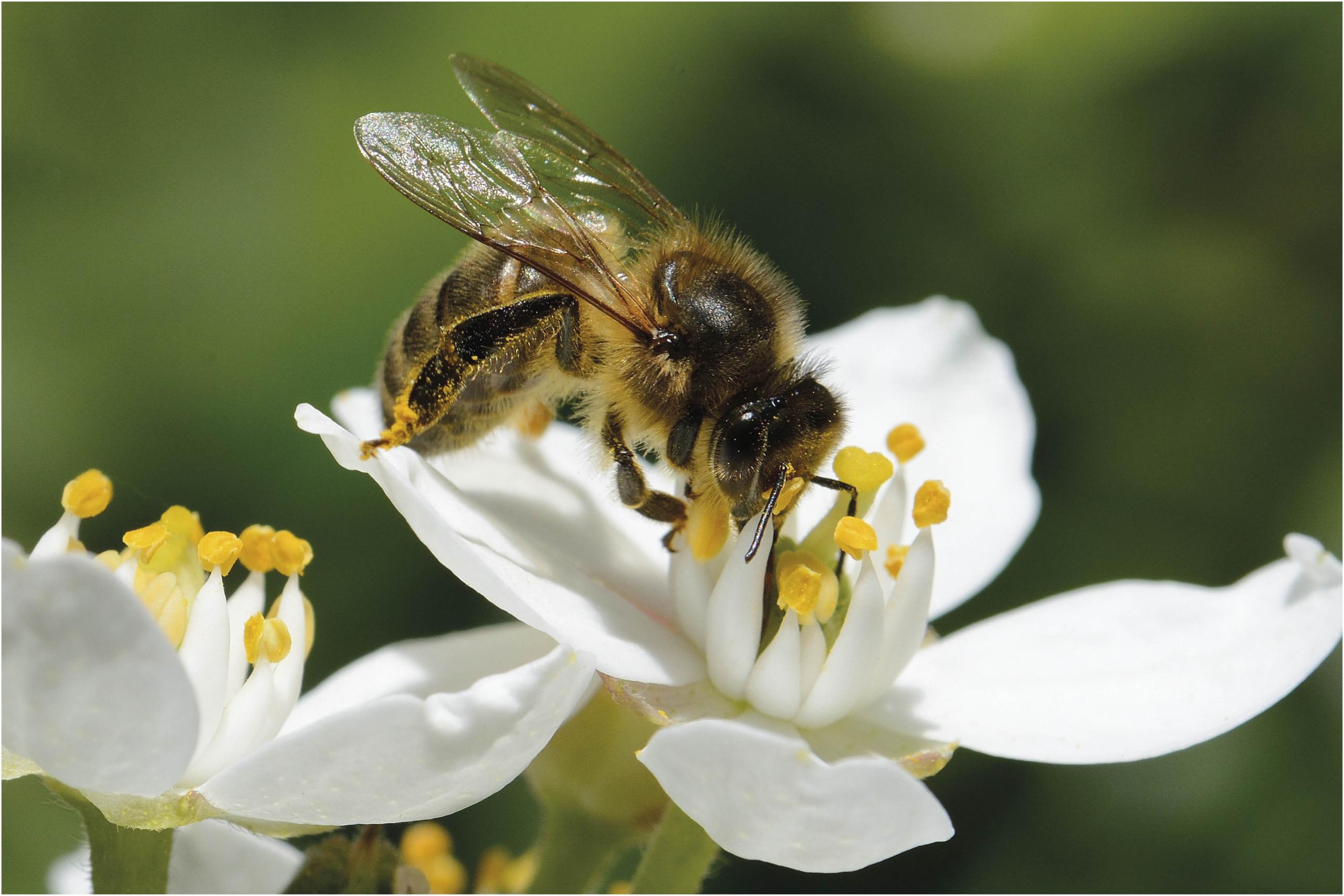 International Bee Rotary Fellowship • Rotary Down Under